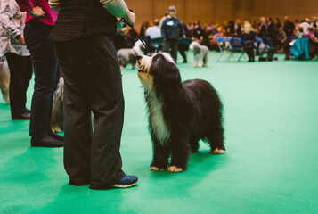 20+ Free Crufts Images | Free HD Downloads - Pikwizard