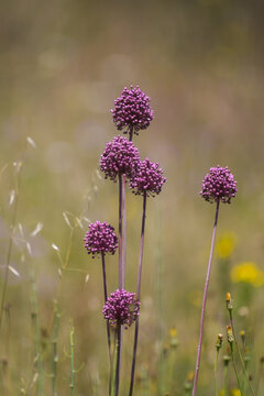 「Gariga」の写真素材 | 45件の無料イラスト画像 | Adobe Stock