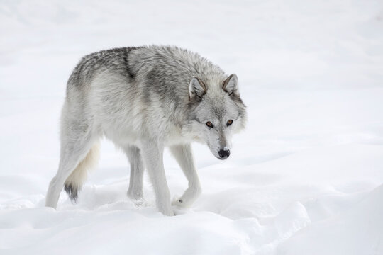 Free Wolf Images – Browse 1,082 Free Stock Photos, Vectors, and Video ...