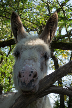 「Polisson」の写真素材 | 33件の無料イラスト画像 | Adobe Stock
