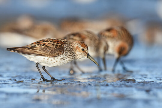 "Western Sandpiper"-Bilder: Stock-Fotos & -Videos. | Adobe Stock