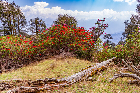 รูปภาพExtensively – เลือกดูภาพถ่ายสต็อก เวกเตอร์ และวิดีโอ857 | Adobe Stock