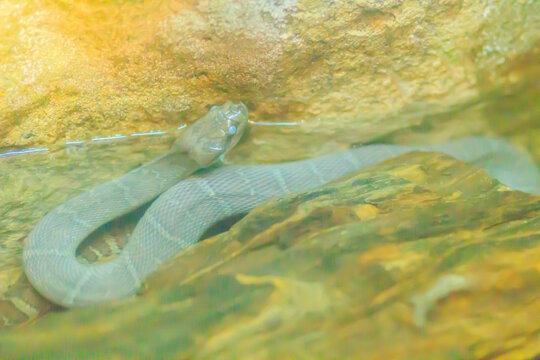 "Masked Water Snake" Images – Browse 99 Stock Photos, Vectors, and ...