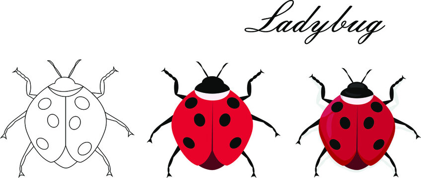 "Ladybug Vector" Images – Browse 248 Stock Photos, Vectors, and Video | Adobe Stock