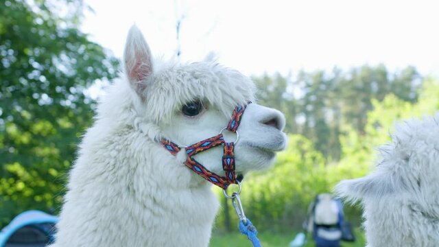 Alpacas Video Footage – Browse 3,962 HD Stock Video and Footage | Adobe ...