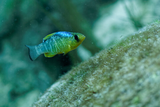 Cyprinodont Images – Browse 7,209 Stock Photos, Vectors, and Video ...