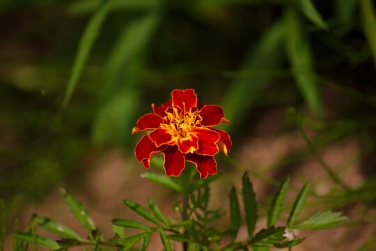 "Velvet Flower" Images – Browse 1,746 Stock Photos, Vectors, and Video ...