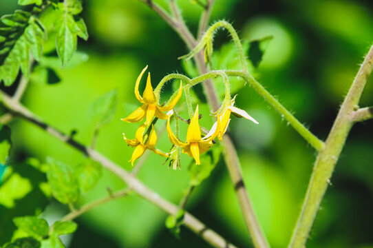 Tomatenstauden Bilder – Durchsuchen 348 Archivfotos, Vektorgrafiken und ...