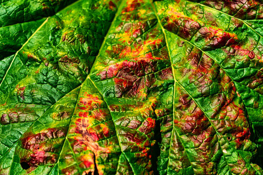 รูปภาพBlattnerven – เลือกดูภาพถ่ายสต็อก เวกเตอร์ และวิดีโอ161 | Adobe Stock