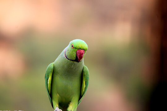 รูปภาพBeek – เลือกดูภาพถ่ายสต็อก เวกเตอร์ และวิดีโอ1,248 | Adobe Stock