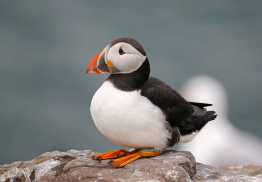 รูปภาพFarnes – เลือกดูภาพถ่ายสต็อก เวกเตอร์ และวิดีโอ264 | Adobe Stock