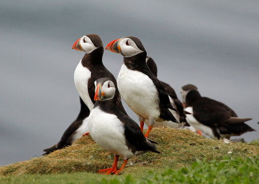 รูปภาพFarnes – เลือกดูภาพถ่ายสต็อก เวกเตอร์ และวิดีโอ224 | Adobe Stock