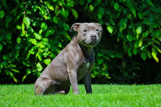 Blue Staffy Puppies