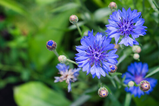 Cyani - Images et vidéos libres de droits | Adobe Stock