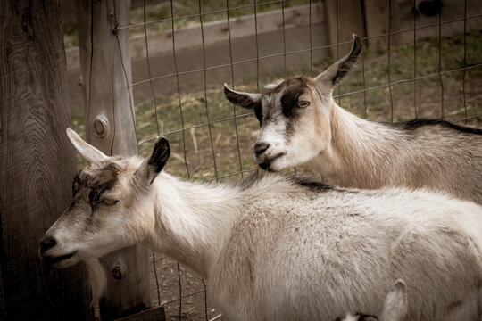 รูปภาพ"Animaux De La Ferme" – เลือกดูภาพถ่ายสต็อก เวกเตอร์ และวิดีโอ560 ...