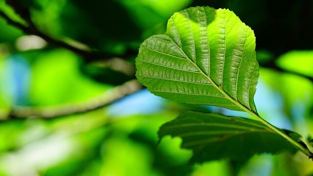 รูปภาพOlcha – เลือกดูภาพถ่ายสต็อก เวกเตอร์ และวิดีโอ195 | Adobe Stock