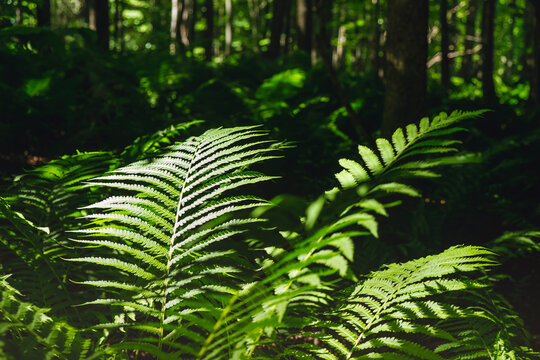 Pteridopsida bilder – Bläddra bland 1,683 stockfoton, vektorer och ...