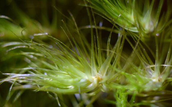 รูปภาพBryopsida – เลือกดูภาพถ่ายสต็อก เวกเตอร์ และวิดีโอ298 | Adobe Stock