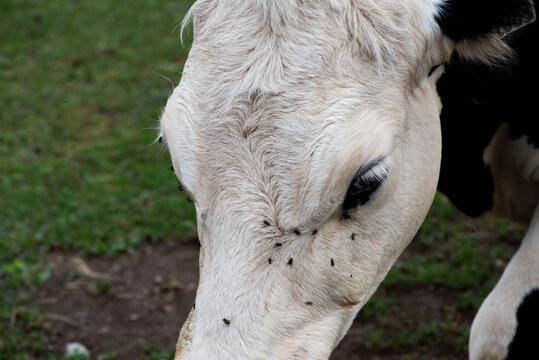 Melkerin Bilder – Durchsuchen 7,761 Archivfotos, Vektorgrafiken und ...