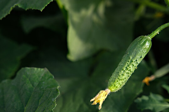 "Small Cucumber" Images – Browse 170 Stock Photos, Vectors, and Video ...