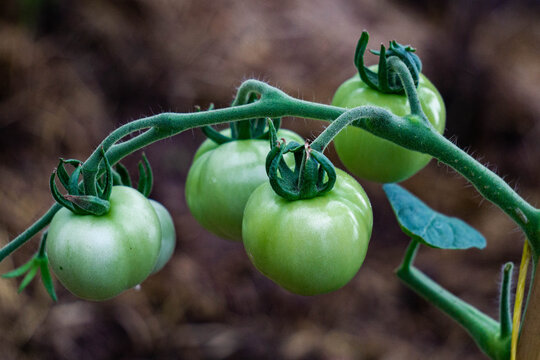 Strauchtomate Bilder – Durchsuchen 40,484 Archivfotos, Vektorgrafiken ...