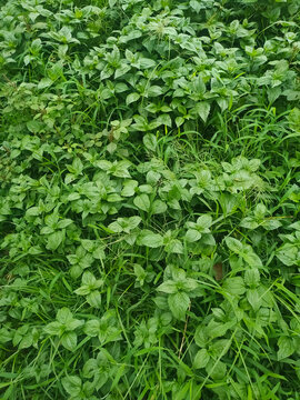 Grash Images – Browse 35 Stock Photos, Vectors, and Video | Adobe Stock