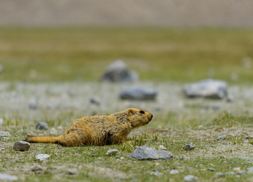 รูปภาพWoodchuck – เลือกดูภาพถ่ายสต็อก เวกเตอร์ และวิดีโอ19,131 | Adobe ...