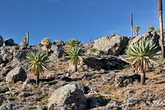 Afro-Alpine Images – Browse 55 Stock Photos, Vectors, and Video | Adobe ...