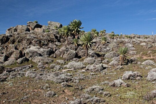Afro-Alpine Images – Browse 55 Stock Photos, Vectors, and Video | Adobe ...