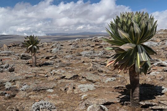 Afro-Alpine Images – Browse 55 Stock Photos, Vectors, and Video | Adobe ...