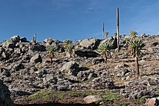Afro-Alpine Images – Browse 34 Stock Photos, Vectors, and Video | Adobe ...