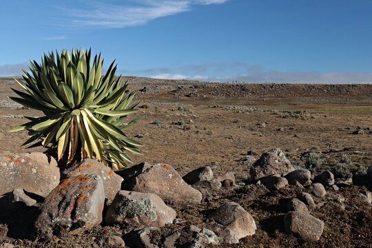 Afro-Alpine Images – Browse 73 Stock Photos, Vectors, and Video | Adobe ...