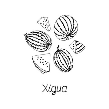 40 BEST Xigua IMAGES, STOCK PHOTOS & VECTORS | Adobe Stock