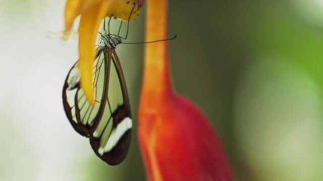 Glasswing bilder – Bläddra bland 1,017 stockfoton, vektorer och videor ...