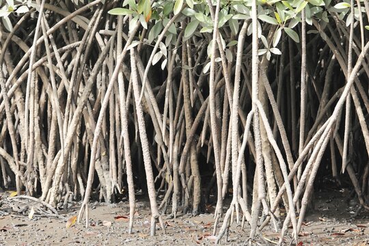 White Mangrove Roots