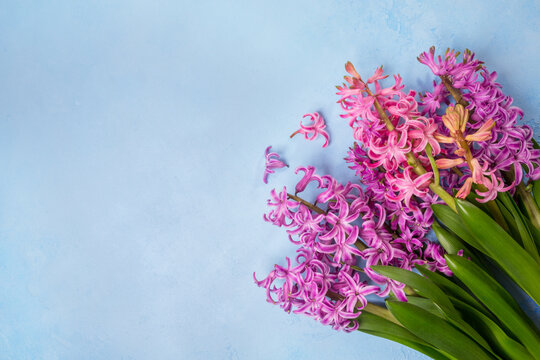Hyacinth Background Images – Browse 82,351 Stock Photos, Vectors, and ...