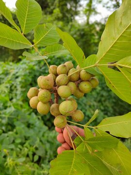 Kusum Images – Browse 254 Stock Photos, Vectors, and Video | Adobe Stock