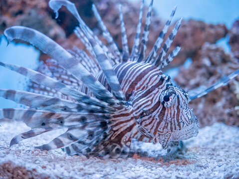 Imágenes de "Tiger Fish": descubre bancos de fotos, ilustraciones ...