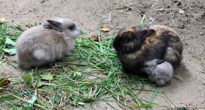 「Lapereau」の写真素材 | 275件の無料イラスト画像 | Adobe Stock