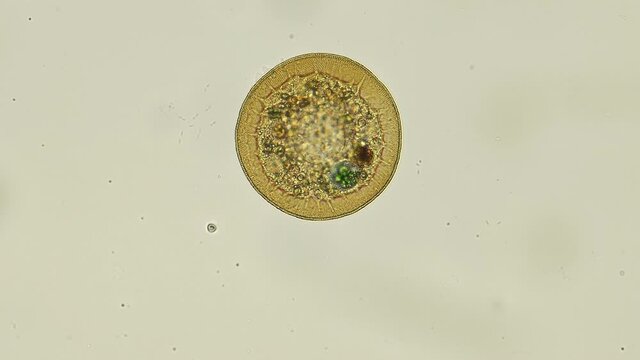 Difflugia Imagens – Procure 45 fotos, vetores e vídeos | Adobe Stock