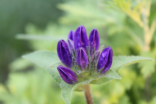 Alignment Nature Bilder – Durchsuchen 40,890 Archivfotos ...