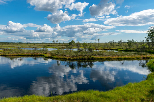 "Swamp Background" Images – Browse 356 Stock Photos, Vectors, and Video ...