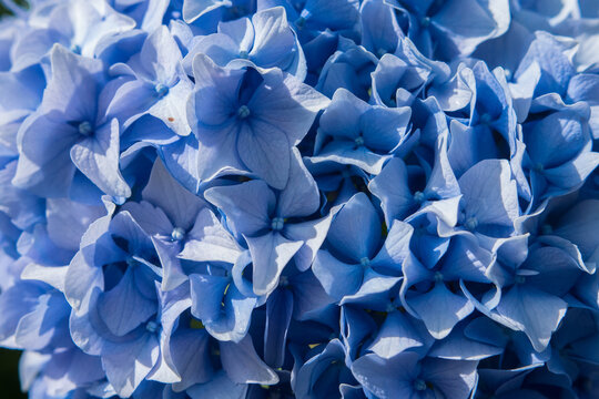 รูปภาพ"Something Blue" – เลือกดูภาพถ่ายสต็อก เวกเตอร์ และวิดีโอ154 ...