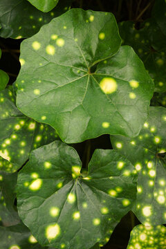 "Leopard Plant" Images – Browse 486 Stock Photos, Vectors, and Video ...