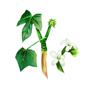 Chaya Bilder – Durchsuchen 1,241 Archivfotos, Vektorgrafiken und Videos ...