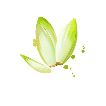 Chicory Icon Bilder – Durchsuchen 519 Archivfotos, Vektorgrafiken und ...