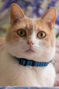 Gatico Images – Browse 44 Stock Photos, Vectors, and Video | Adobe Stock