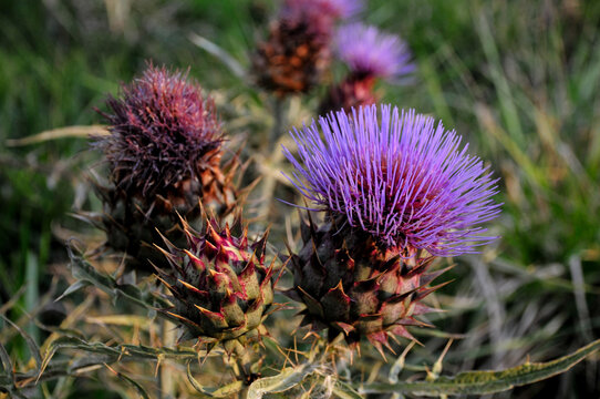 Imágenes de Cardus: descubre bancos de fotos, ilustraciones, vectores y ...