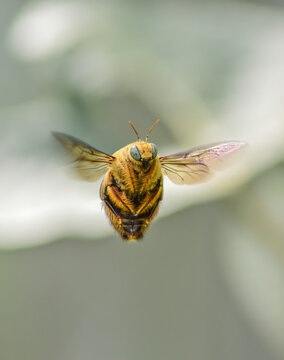รูปภาพDemak – เลือกดูภาพถ่ายสต็อก เวกเตอร์ และวิดีโอ119 | Adobe Stock
