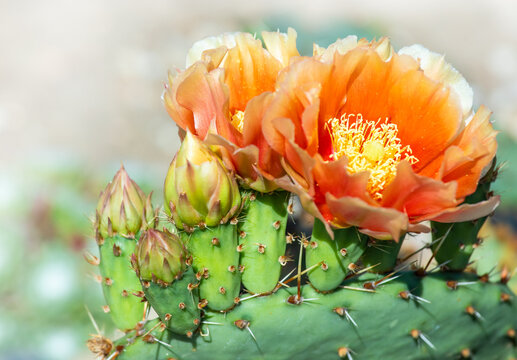Xerophyt Bilder – Durchsuchen 17,337 Archivfotos, Vektorgrafiken und ...